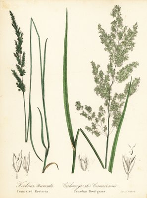 Prairie wedgescale, Sphenopholis obtusata, and Canadian reed-grass ...