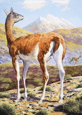 Graceful Guanacos by English School: Buy fine art print