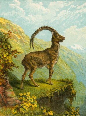 Ibex by English School: Highest-quality art reproduction