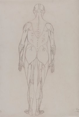 Human Figure, Posterior View by George Stubbs