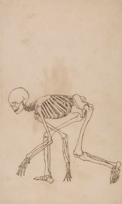 Human Skeleton, Lateral View by George Stubbs