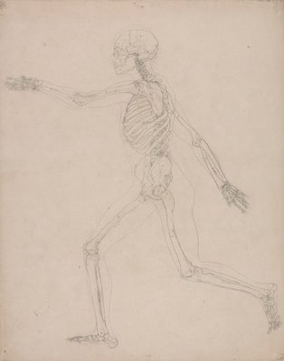 Human Skeleton, Lateral View by George Stubbs