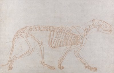 Tiger Skeleton, Lateral View by George Stubbs