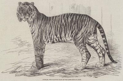 Junglar, the Fighting Tiger of the late King of Oude