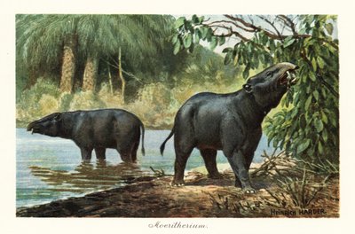 Moeritherium, extinct genus of proboscidean of the Eocene