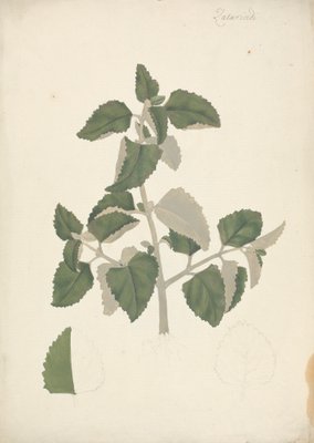 Labiatae: finished drawing of a leafy shoot, without flowers