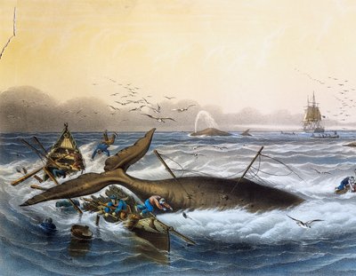 colonial whaling