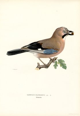 Eurasian jay (colour litho)