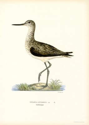 Sandpiper (colour litho)