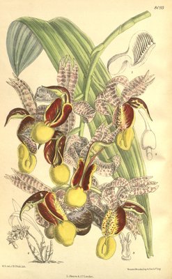 Illustration of Catasetum galeritum by Matilda Smith