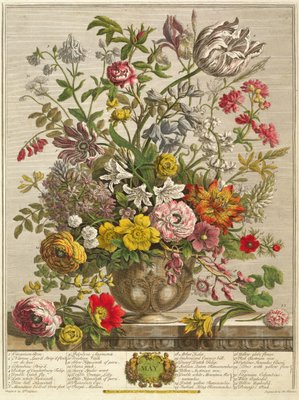 May, from 'Twelve Months of Flowers' by Robert Furber, engraved by ...