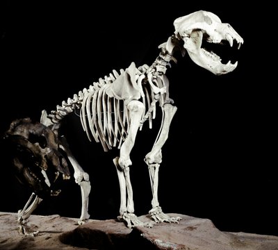 Prehistory: Skeleton of the Cave Bear from the Caves del Bandito a ...