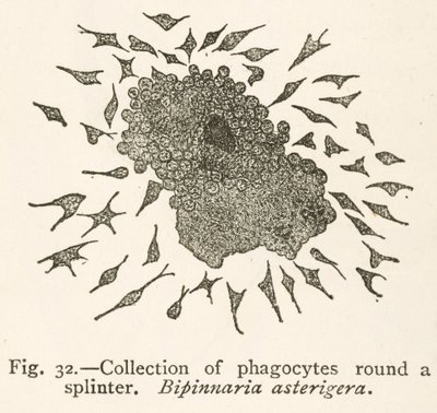 Drawing by Elie Metchnikoff of Phagocytic Cells Surrounding a Foreign ...