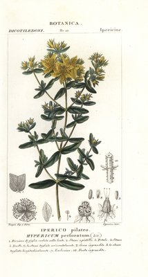 hypericum perforatum uk