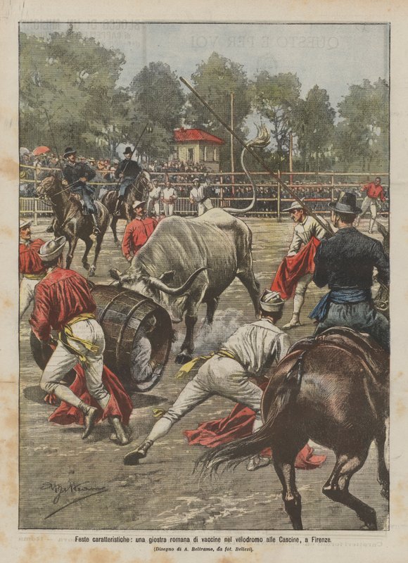 Characteristic festivals, a Roman joust of cows at the velodrome in the ...