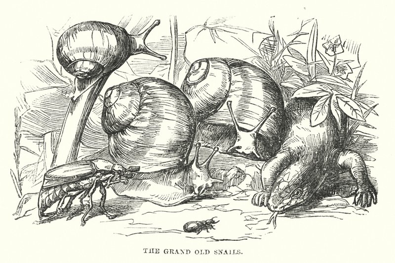 Hans Christian Andersen: The Happy Family