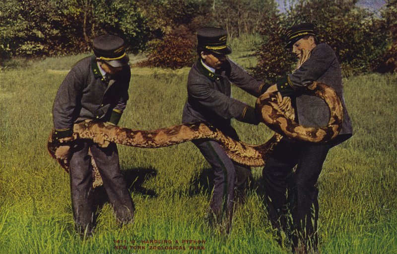 Handling a python, New York Zoological Park