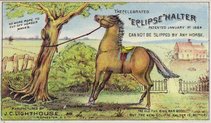 Tethered Horse by American School: Buy fine art print