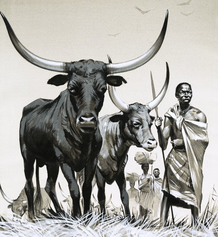 Ankole Cattle by Angus McBride: Buy fine art print