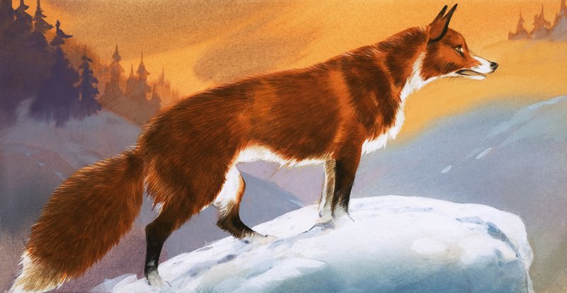 Fox in the Snow by Angus McBride: Buy fine art print