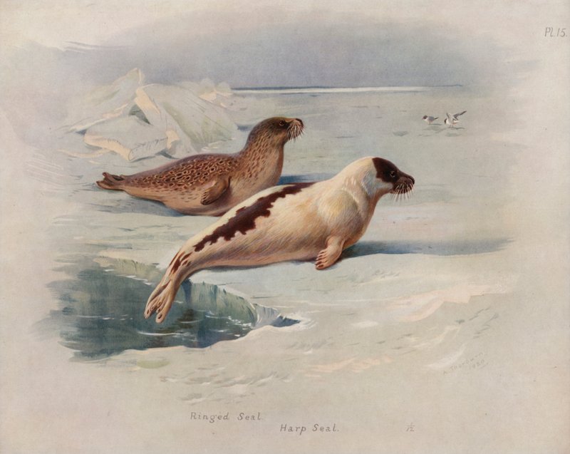 Ringed Seal, Harp Seal by Archibald Thorburn: Fine art print