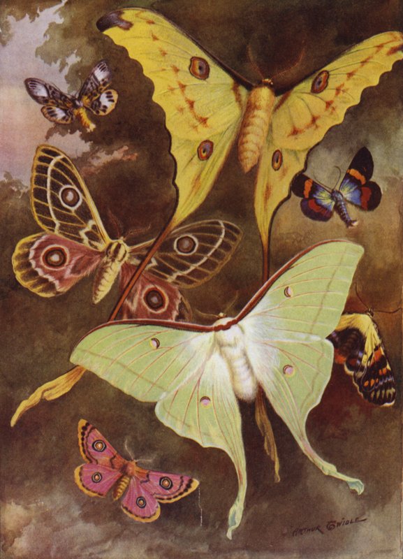 Beautiful Butterflies: Various Moths, with the Most Wonderful Moth in ...