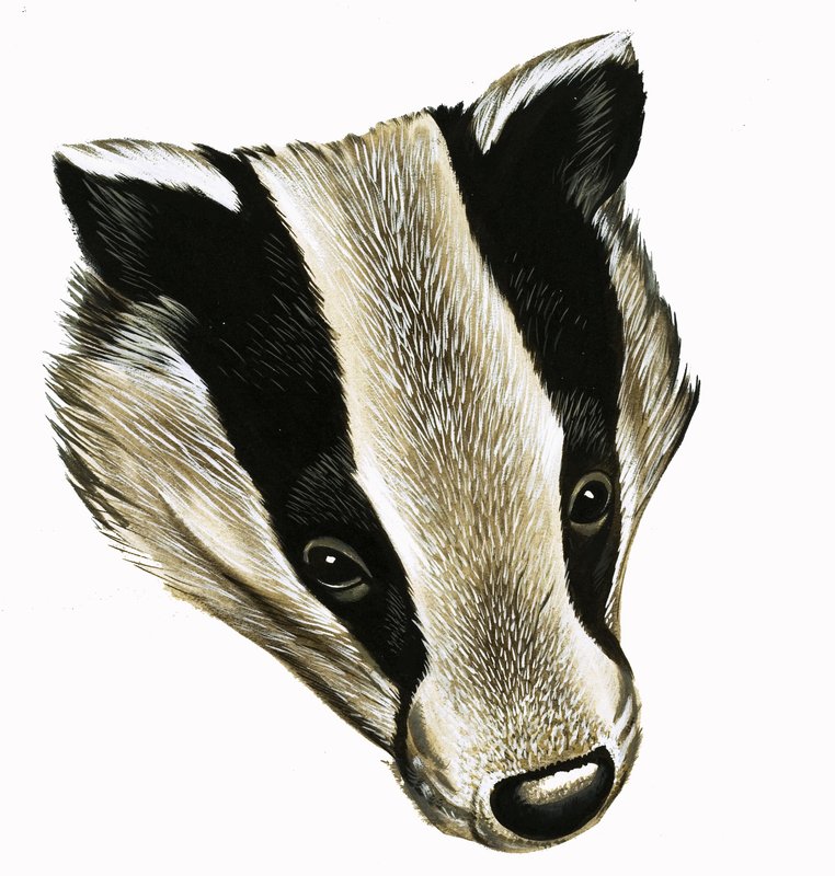 Mr and Mrs Badger at Home by David Pratt: Fine art print