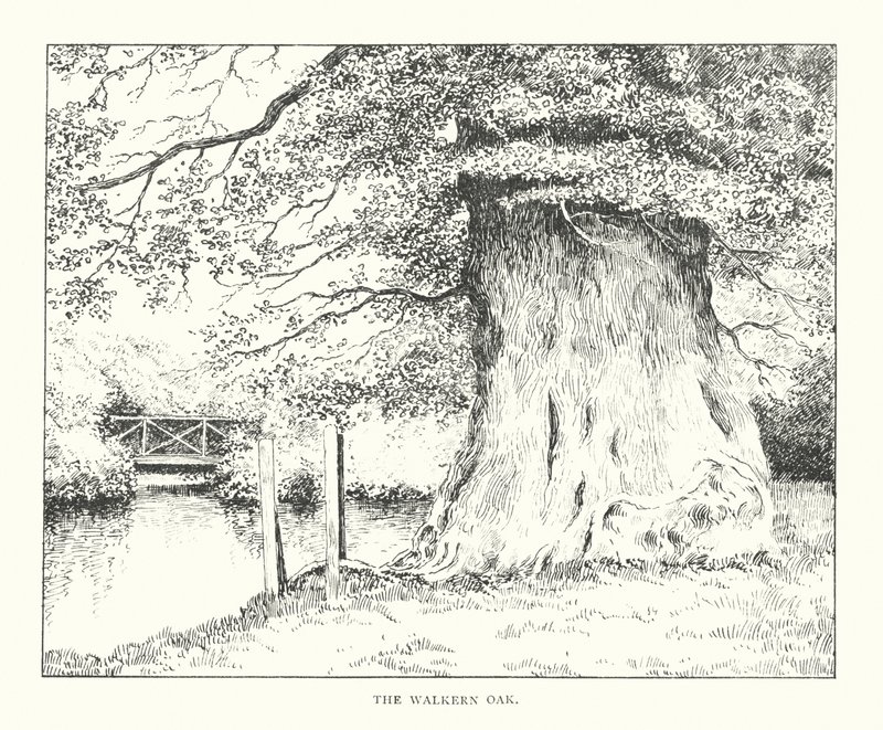 The Walkern Oak by Duncan Moul: Premium art reproduction