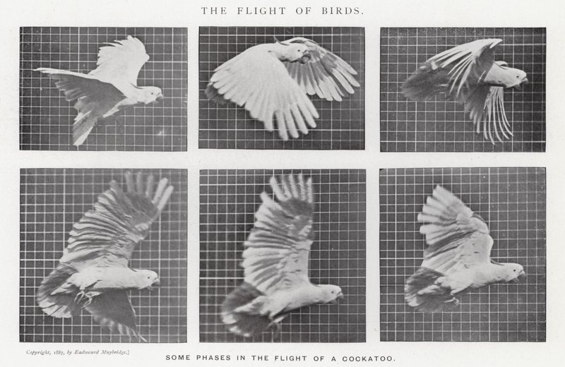 Eadweard Muybridge: The Flight of Birds (b/w photo)