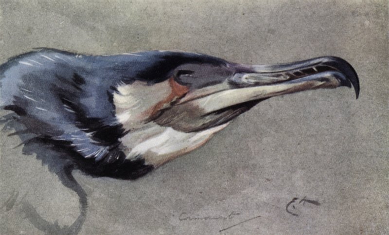 Cormorant by Edwin John Alexander: Buy fine art print