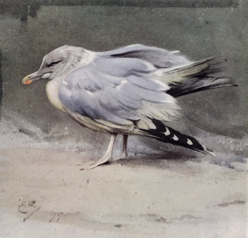 Sick Herring Gull by Edwin John Alexander: Fine art print