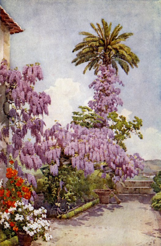Wistaria, Quinta Da Levada by Ella Du Cane: Fine art print