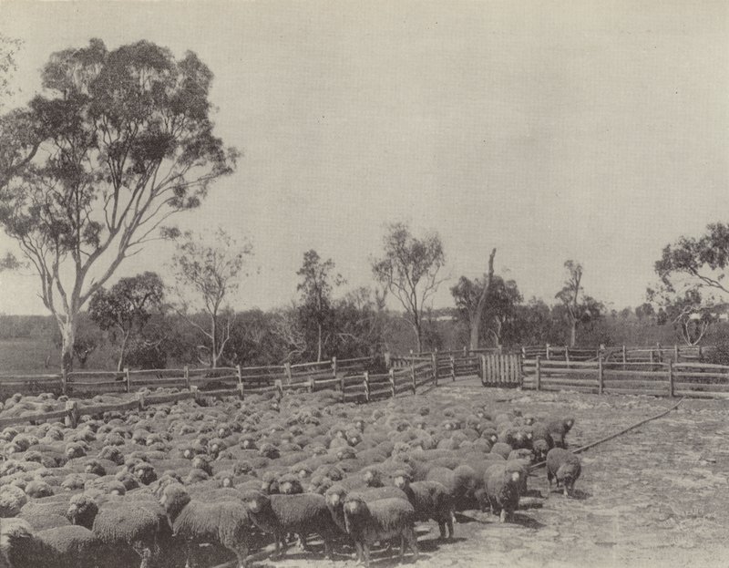 A Sheep Station in Southern Queensland