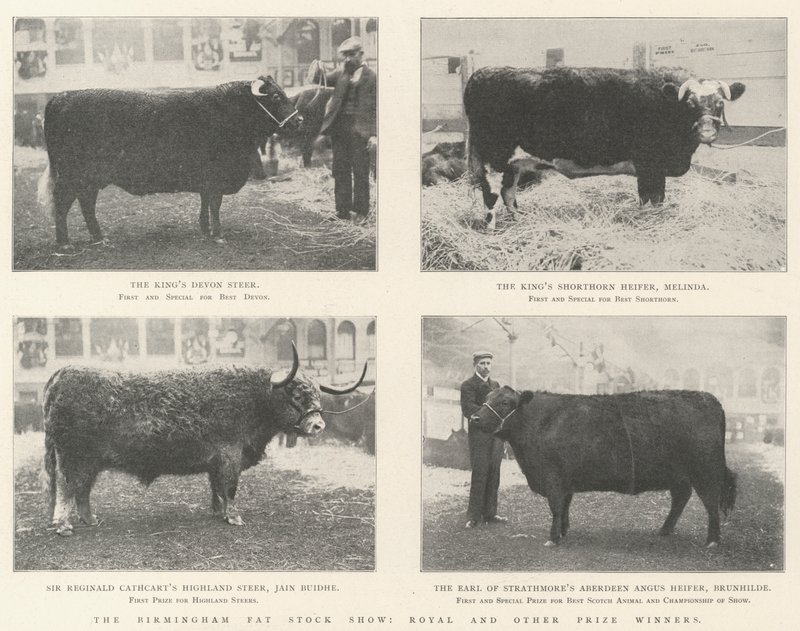 The Birmingham Fat Stock Show, Royal and Other Prize Winners