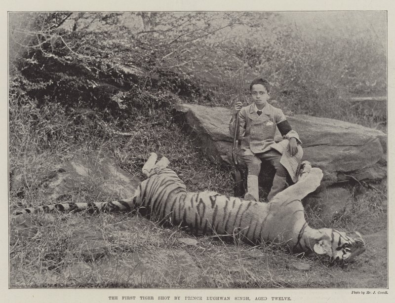 The First Tiger shot by Prince Bughwan Singh, Aged Twelve