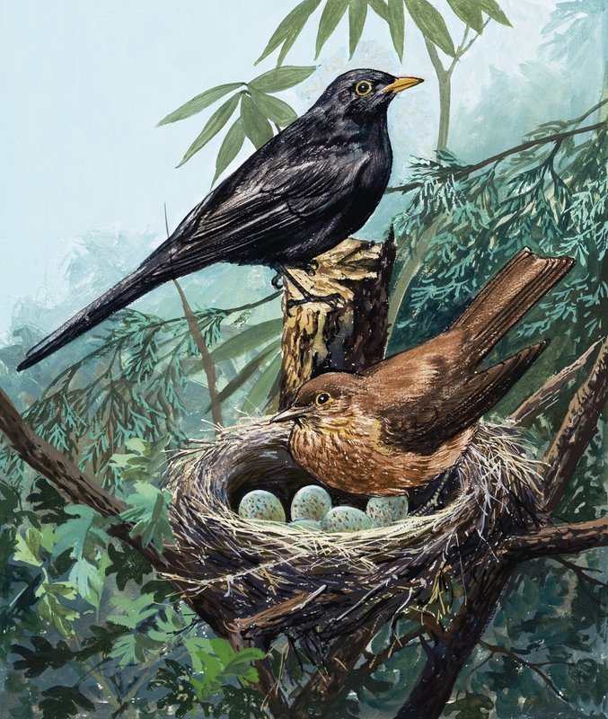 Birds and Nest by English School: Buy fine art print