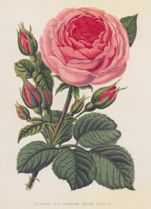Climbing Rose, Princess Louise Victoria by English School