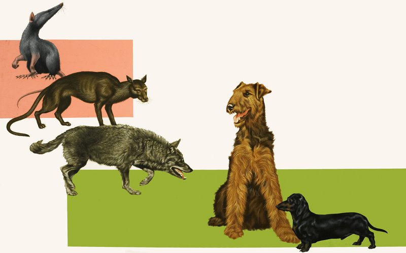 Evolution of the dog by English School: Buy fine art print