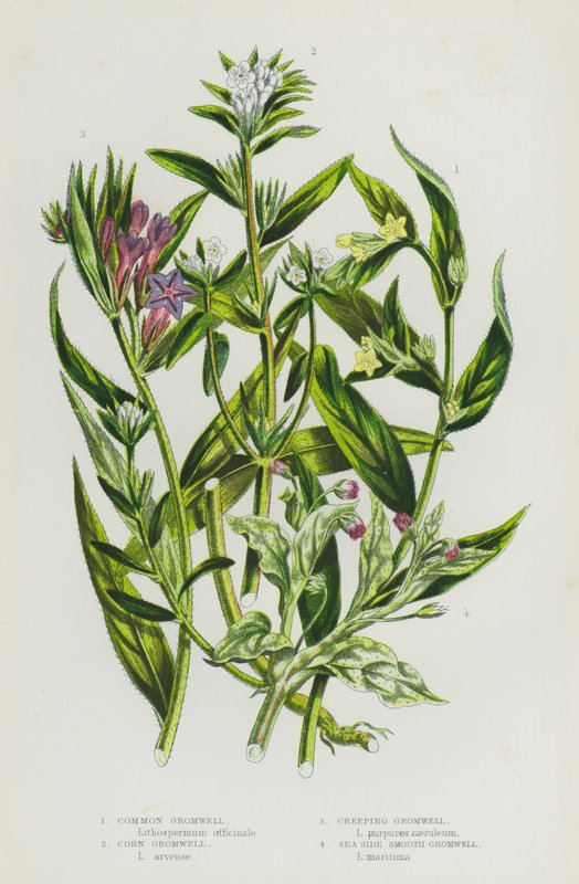 Flowering Plants of Great Britain: Common Gromwell, Corn Gromwell ...