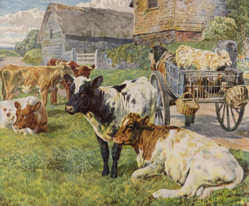 Herd of cows and a calf in a horse-drawn cart