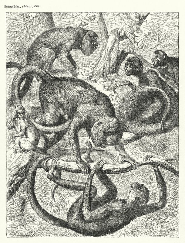 Monkeys by English School: Highest-quality art reproduction