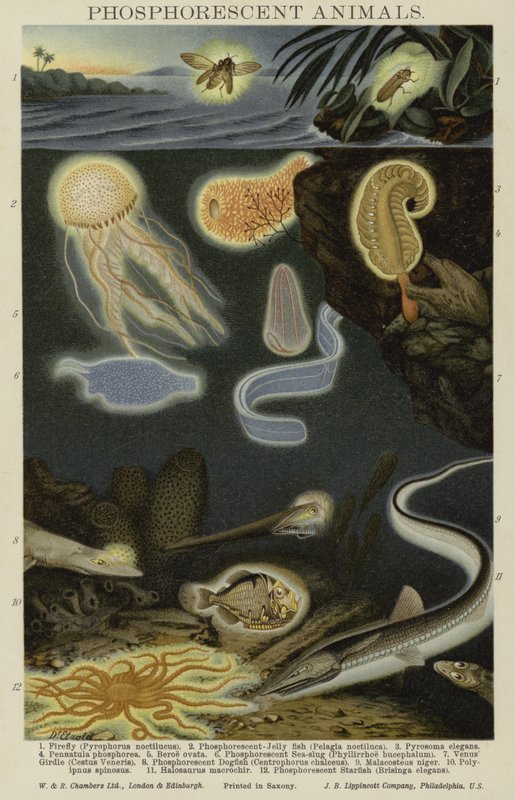 Phosphorescent Animals by English School: Fine art print