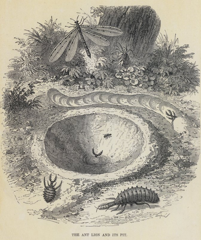 The Ant Lion and its Pit by English School: Fine art print