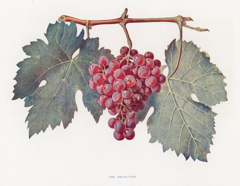 The Grape-Vine by English School: Buy fine art print