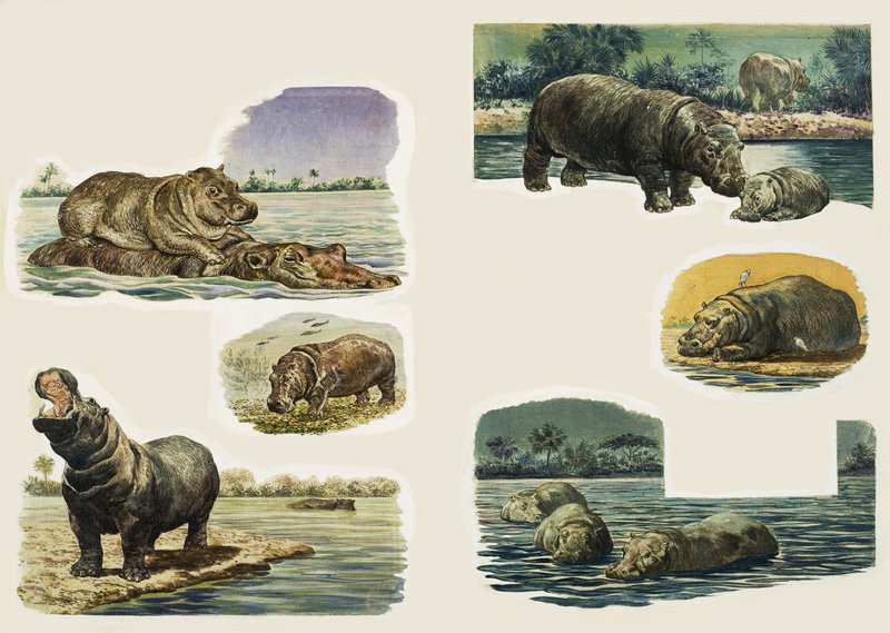 Peeps Into Nature: The Hippopotamus by Eric Tansley