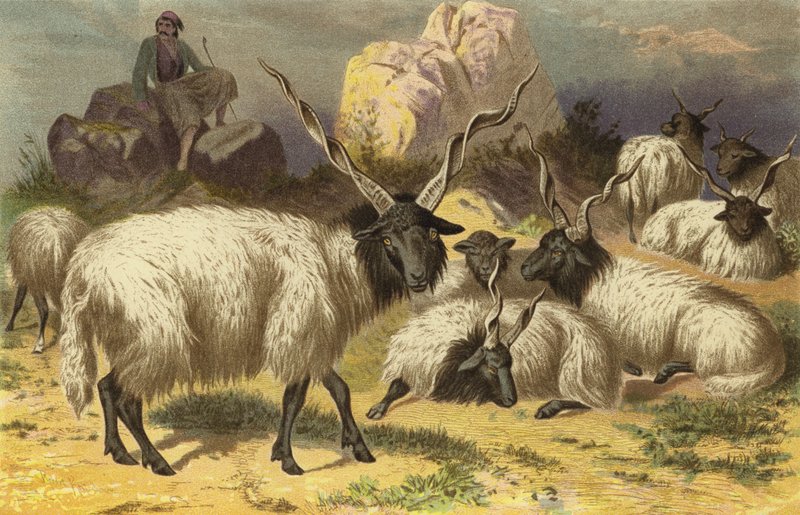 Zackel Sheep by European School: Premium art reproduction