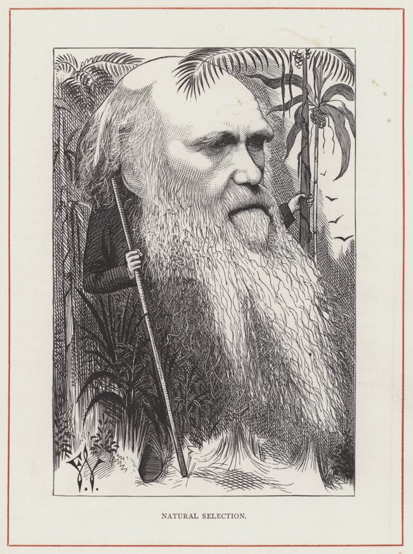 Charles Darwin, Natural Selection by Frederick Waddy