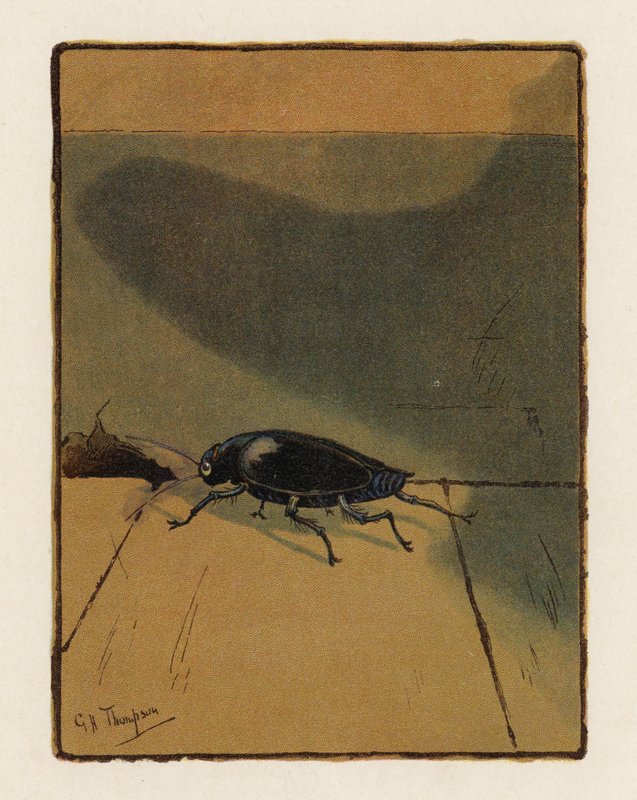 The Beetle by George Henry Thompson: Buy fine art print
