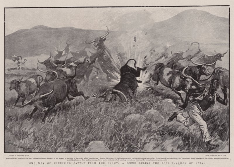 One Way of Capturing Cattle from the Enemy, a Scene during the Boer ...