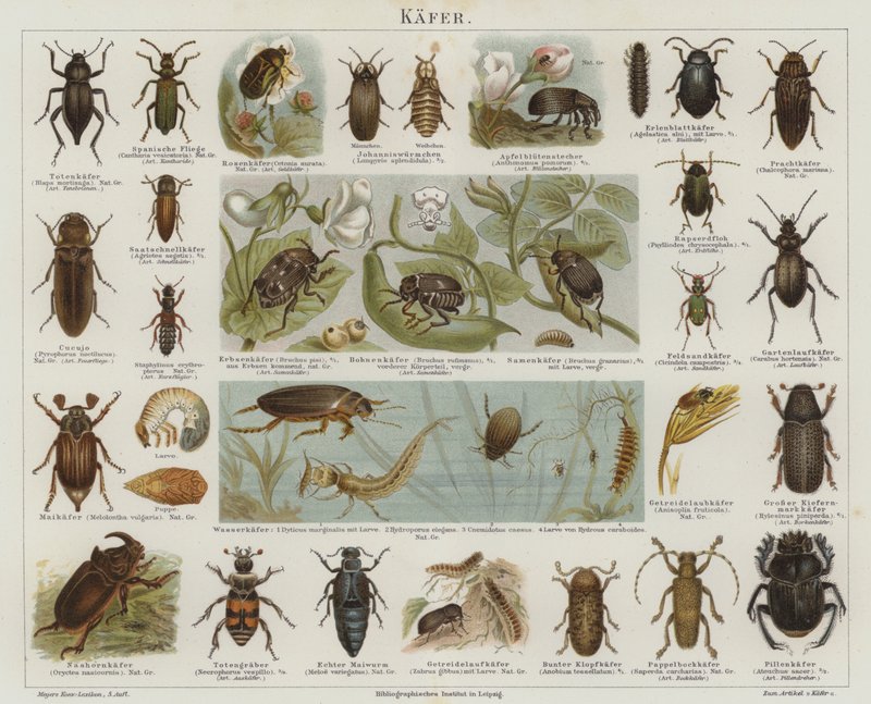 Beetles by German School: Highest-quality art reproduction